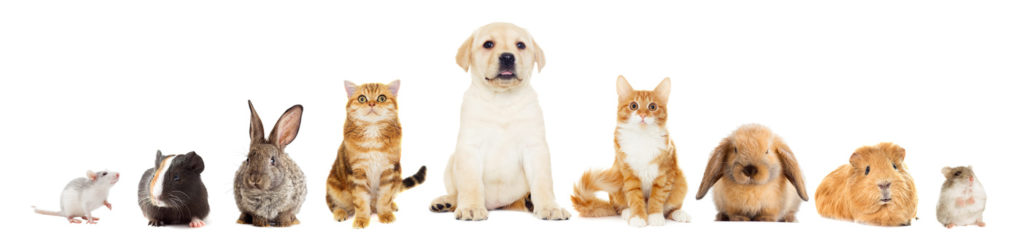 Mein Haustier-Ratgeber - Der Ratgeber für Ihr Haustier!